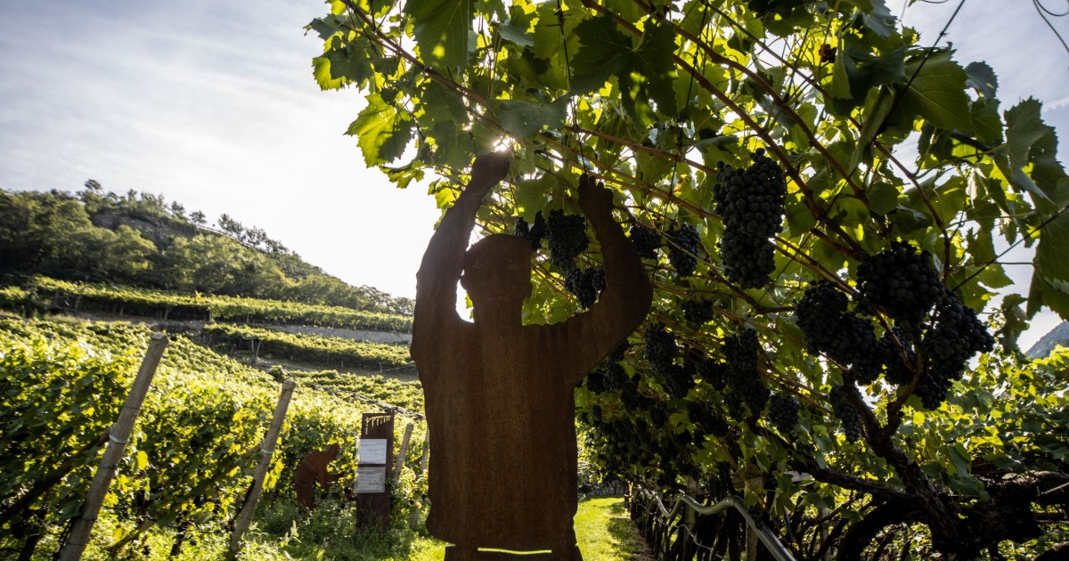 Wine Path Waldgries | Sightseeing in Bolzano South Tyrol